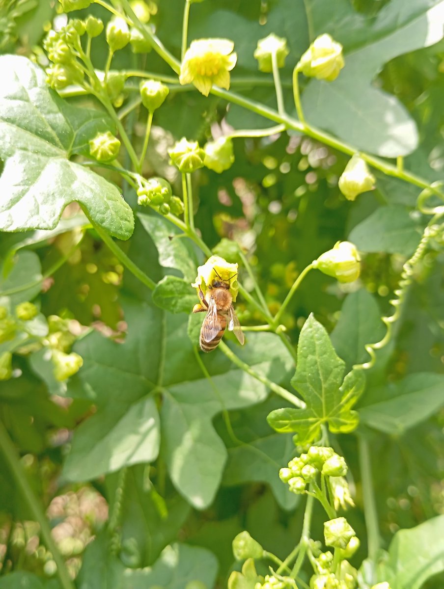 Honey bees carry pollen from flower to flower, and they make a huge ...