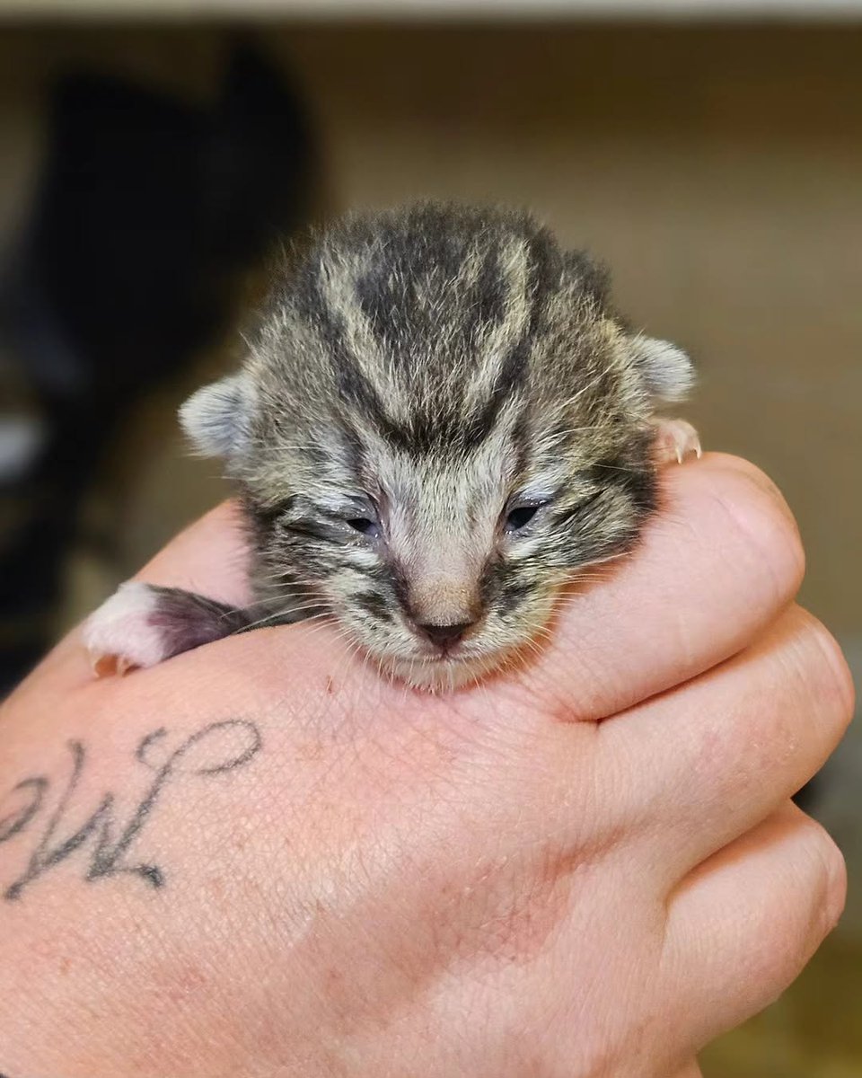 Baby The 1 is 8 days old today. He's getting bigger and hitting all of ...