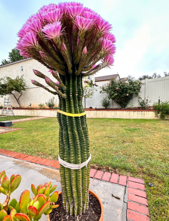 @ArizonaTourism @simonjgerber That giant cactus is absolutely covered ...