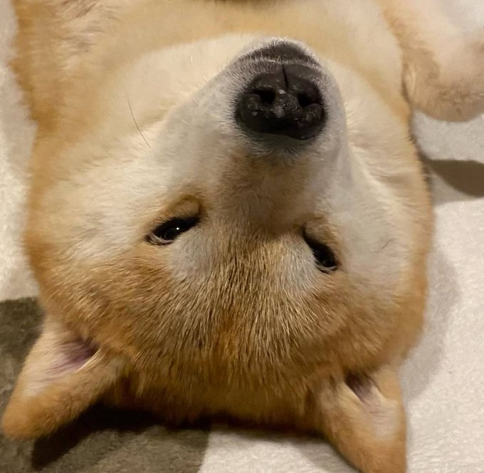 Marutaro (@maru_shiba_inu) / Posts / X