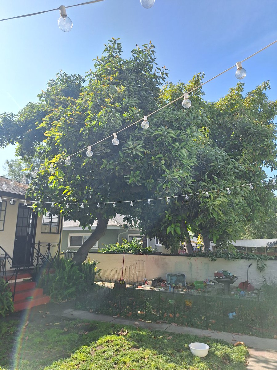 May 1000 avocados bloom (no seriously, this tree goes crazy) https://t ...