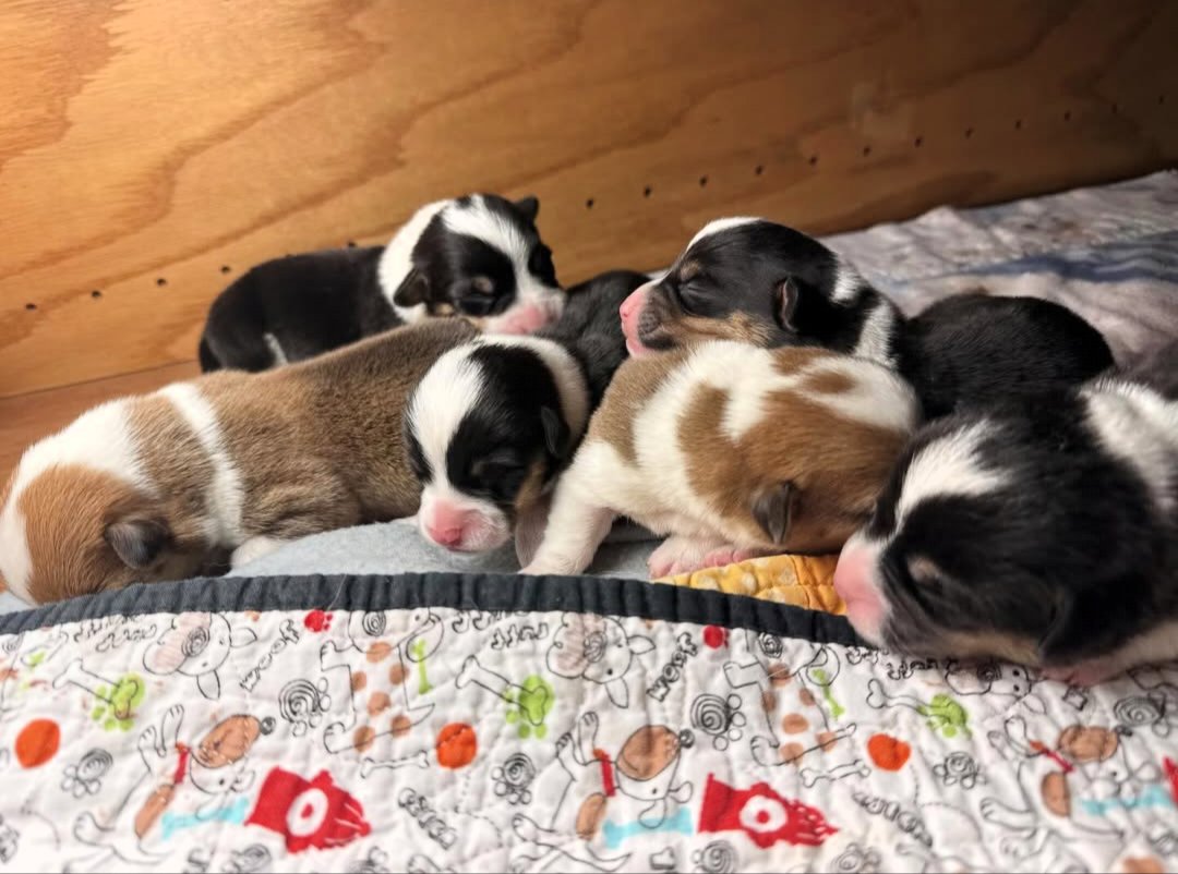 The mom, the dad, the #corgi #puppies #kawaii #cute https://t.co/v9Whi2YHqr