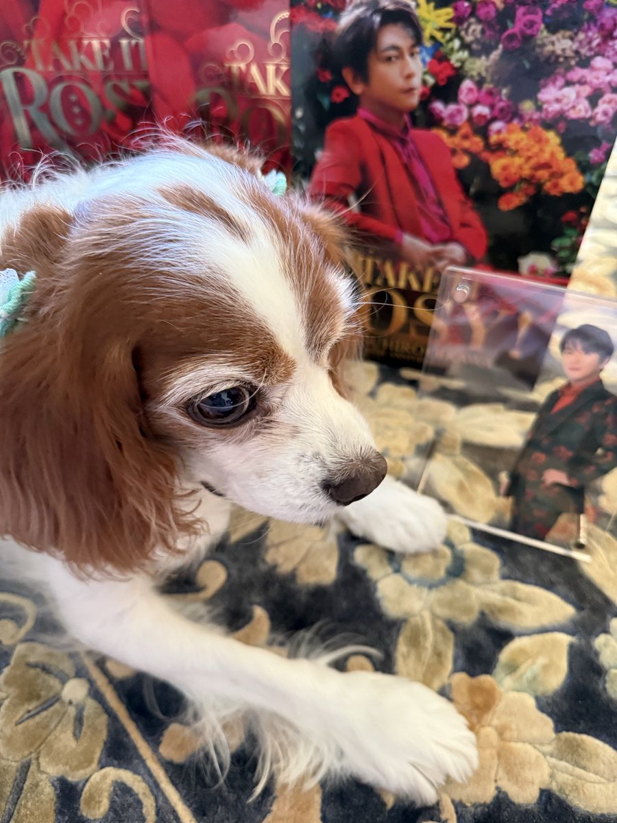 ミッチーの「TAKE IT ROSY!」DVD📀BOXが届いてウキウキな私👩🏻😍💕 私とのお出かけでウキウキなキャサリン🐶😍💕 #及川光博 ...