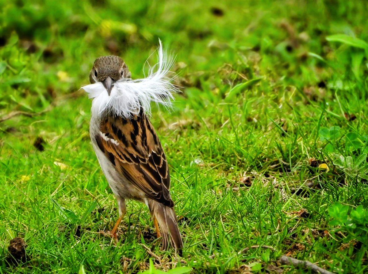 House sparrows use feathers from birds (including ducks, geese, and ...