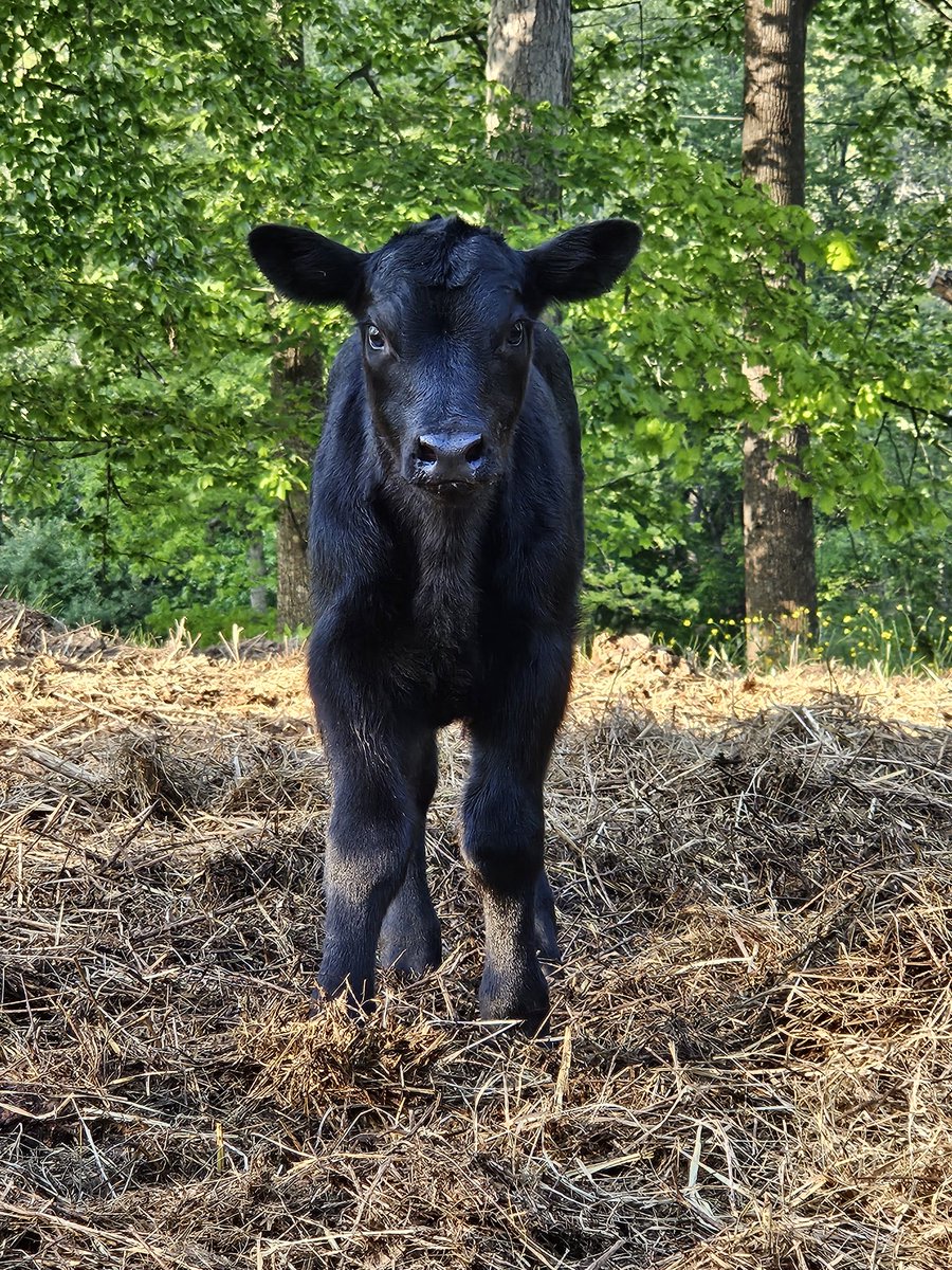 @Sassafrass_84 2 days old. She's curious, but still nervous of human ...