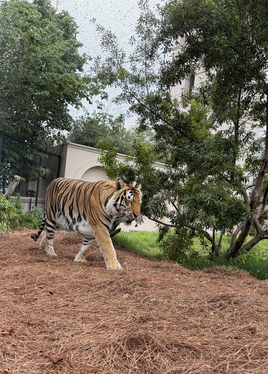 You’re almost there, Tigers. Finals are coming to an end. But we don’t ...