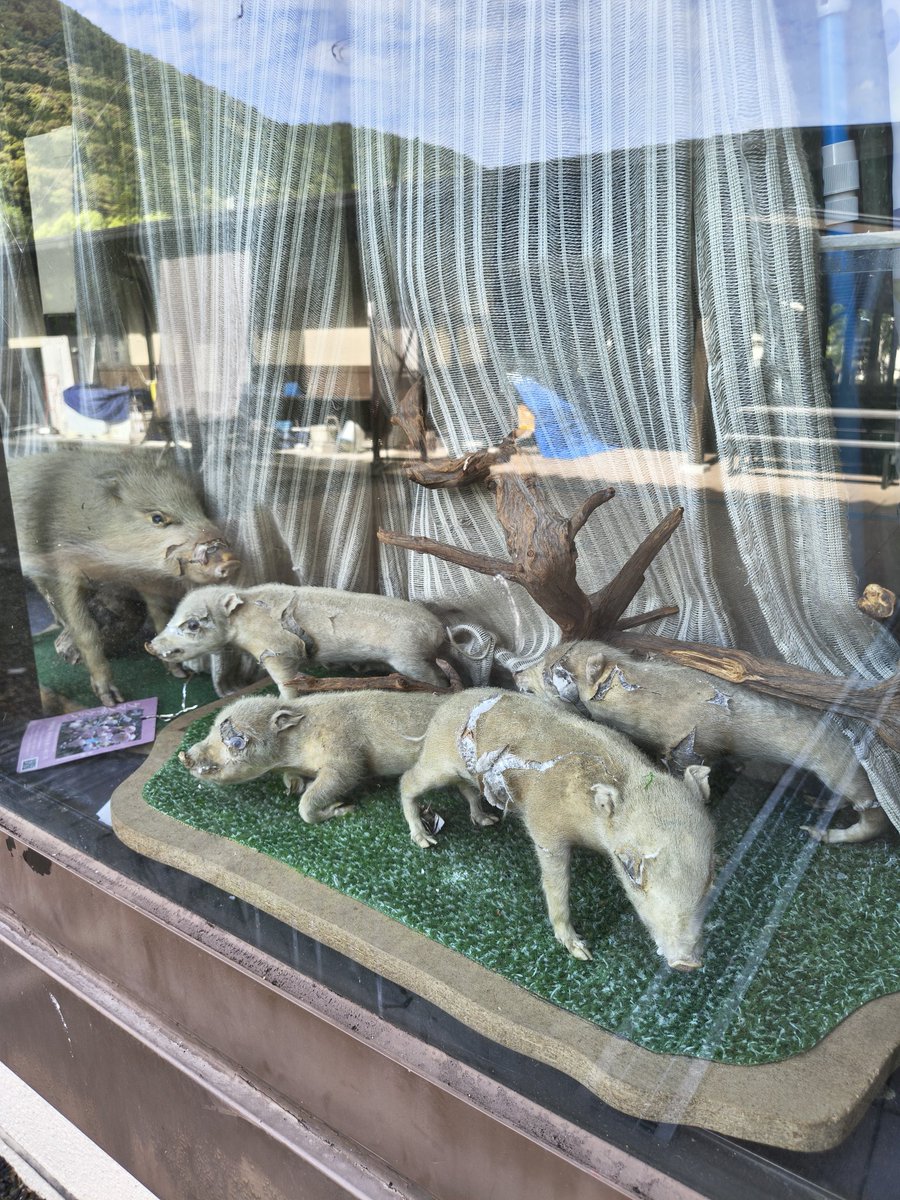 おはようございます🐗 昔はカワイかったのにな😅