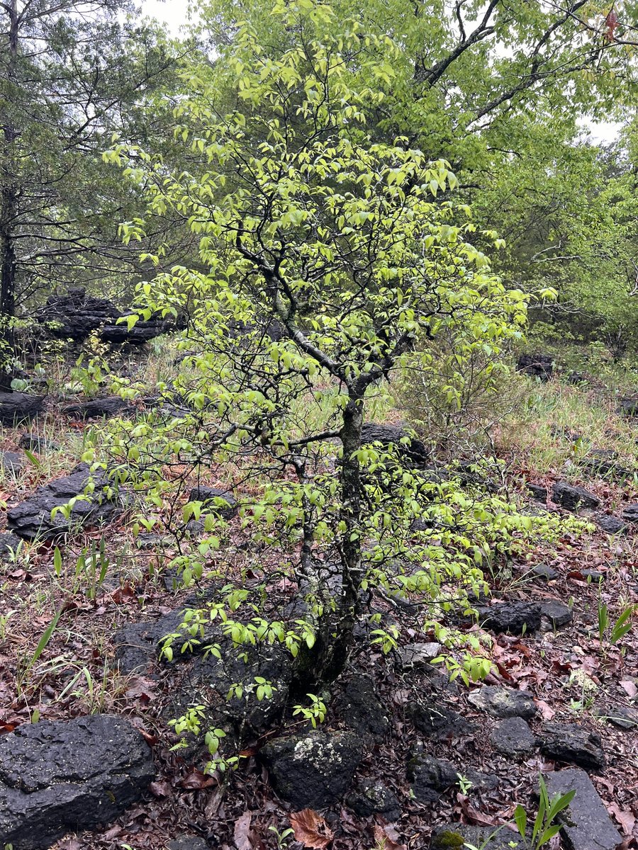 Know your state’s Dwarf Hackberry range.