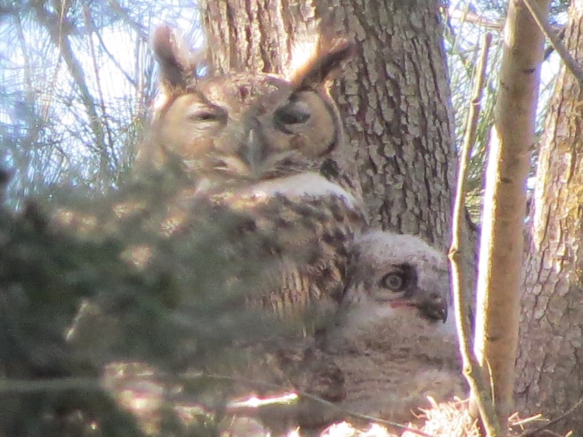 お目目クリクリのミミズクベイビー 私と同じようにヒメアガパンサスの紫色に惹かれるクマバチ What adorable eyes this ...
