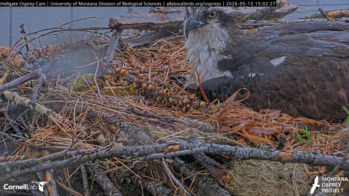 15:02, 5/13 We enjoy seeing what our birds bring to the nest. The dried ...
