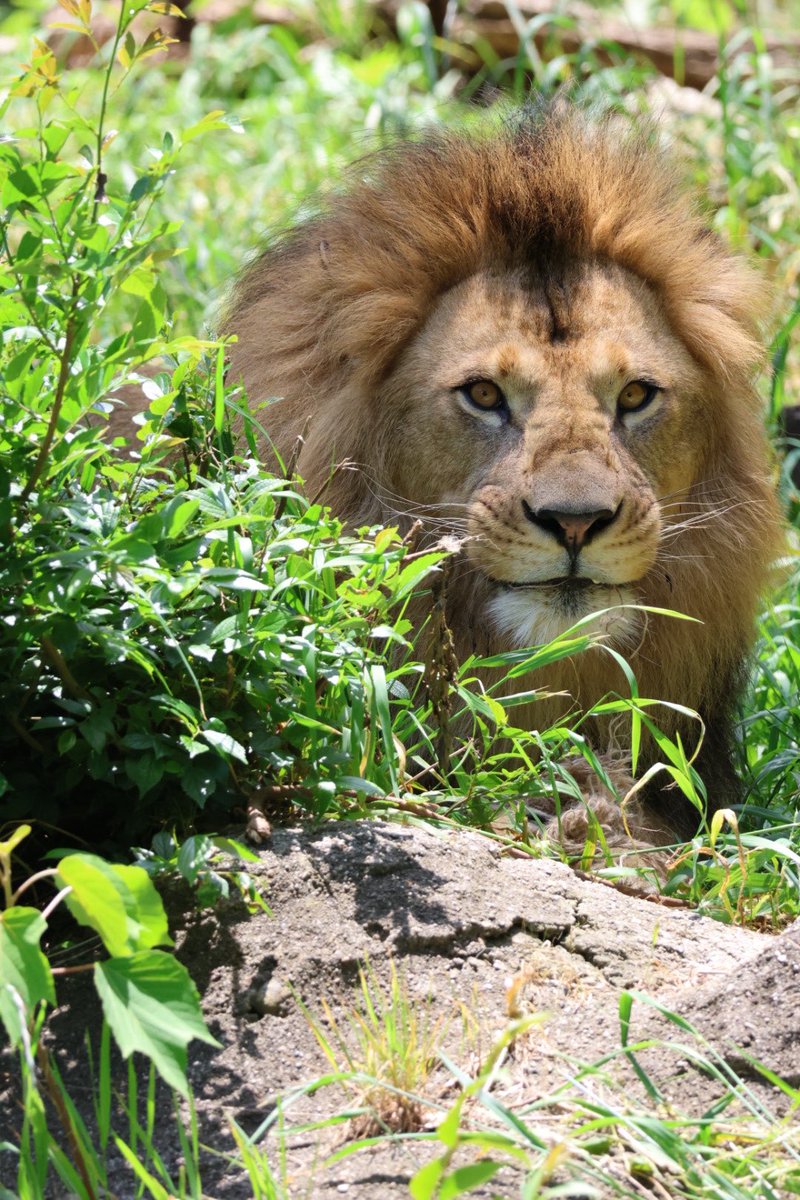 にこっ ️ #レグルス #東山動植物園 2026.5.14 https://t.co/M0Ilqhp7Ev