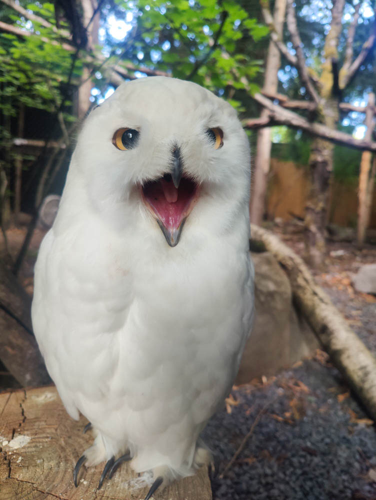 Unlike Many Of Their Owl Cousins Snowy Owls Spend A Lot Of Time On The