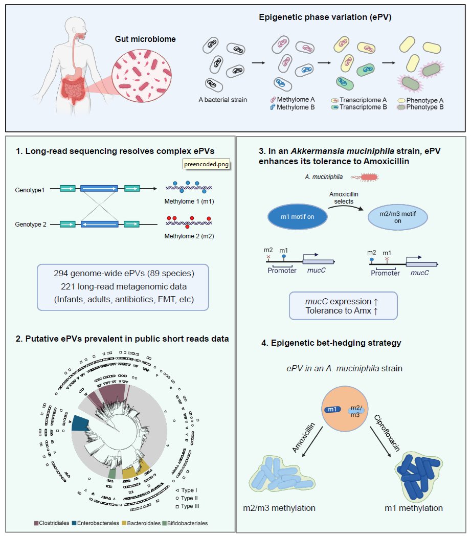 How do bacteria hedge their bets 🎲 in your gut? Our paper is out today ...