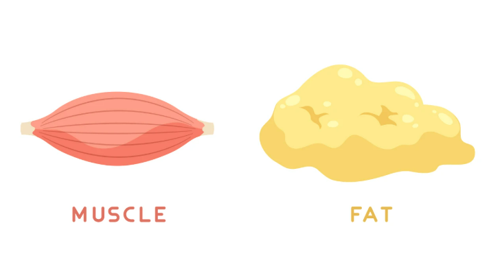 Myth: If you stop lifting weights, your hard-earned muscle will turn ...