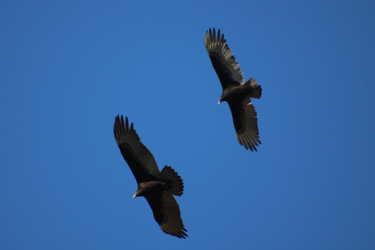 If u weren’t aware the very long, slotted feather shape creates gaps in ...