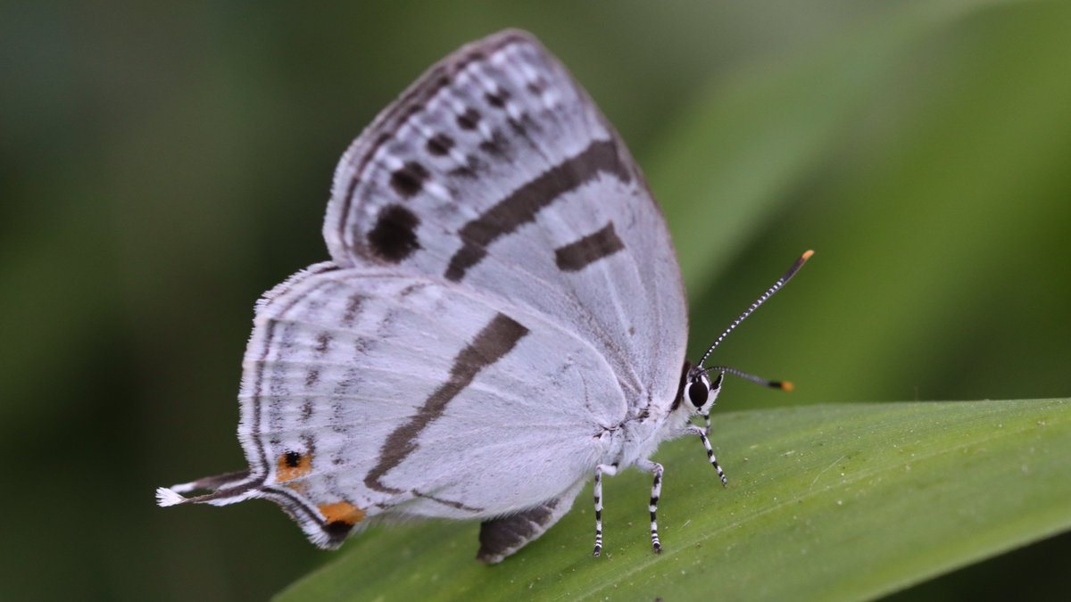 ミズイロオナガシジミ, The Black-banded Hairstreak, Antigius attilia #butterflies ...