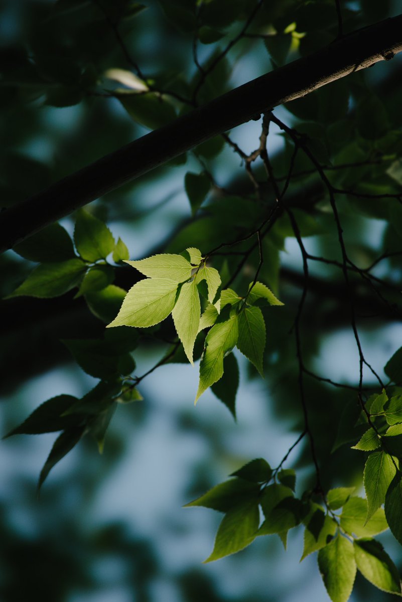 陽と葉 AT-X SD 300mm F2.8 BBL改造版