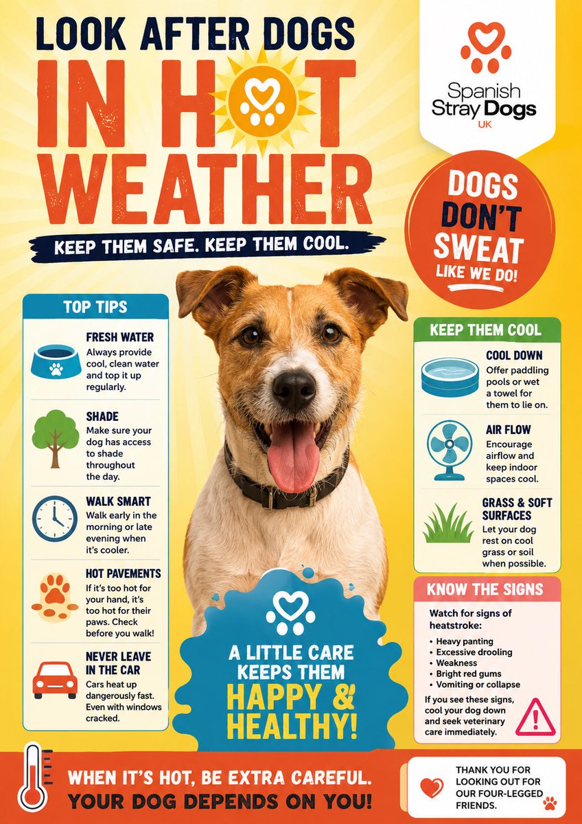 Spanish Stray Dogs (@spanishstray) / Posts / X