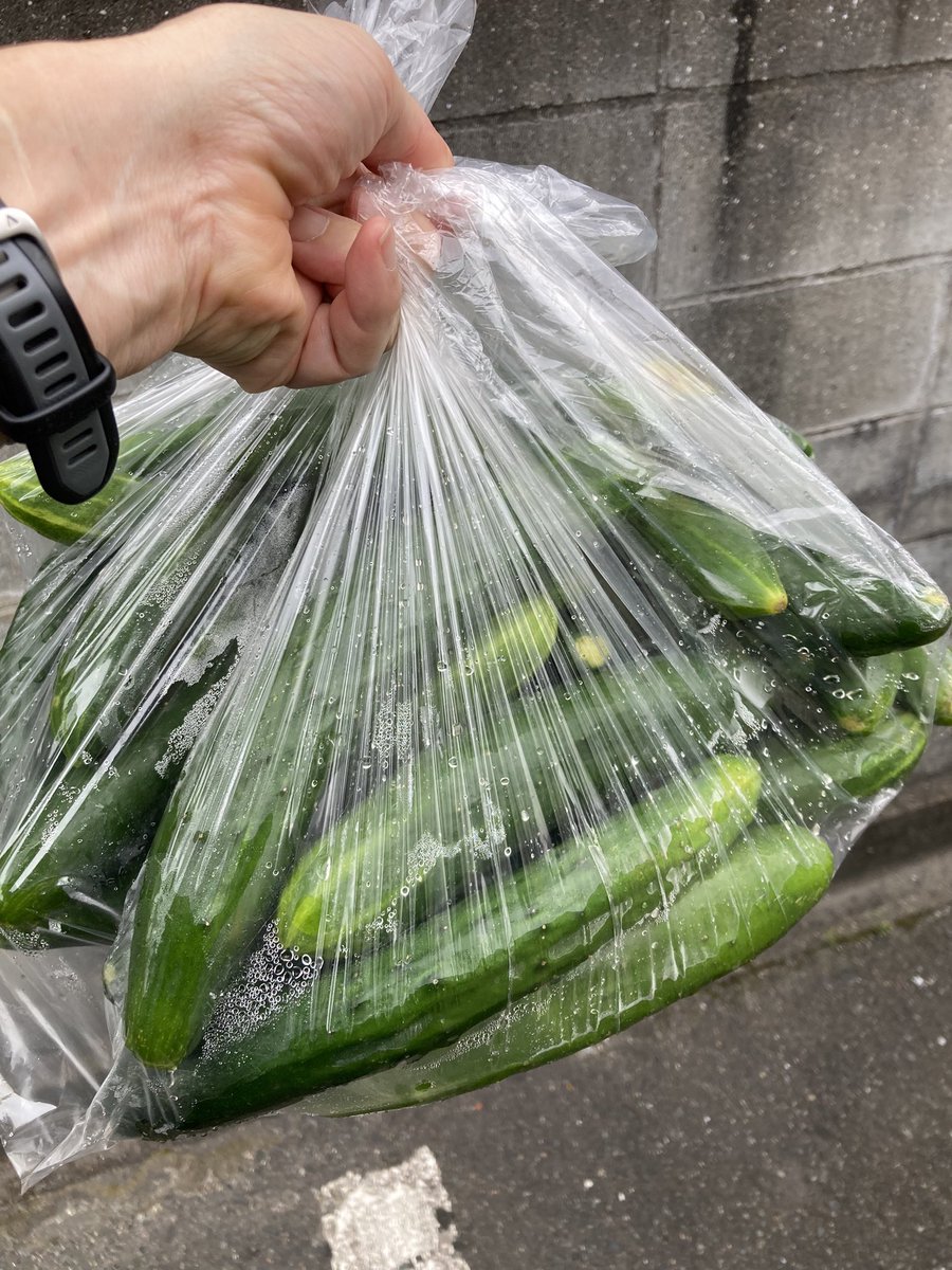 \朝市特価 ／ これぞ早い者勝ち！ きゅうり1袋300円！！ 1袋が並のサイズじゃありません。 「あーきゅうりが安かったからですね〜」と ...