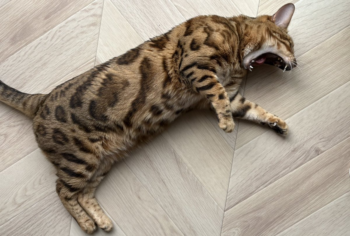 ゴロニャンガオー🐯 ＃猫のいる暮らし
