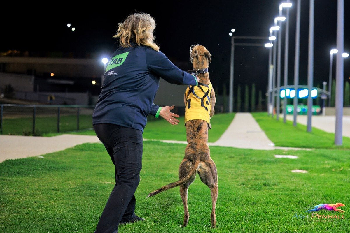 SA Greyhound Tips (@TheDogsSA) / Posts / X