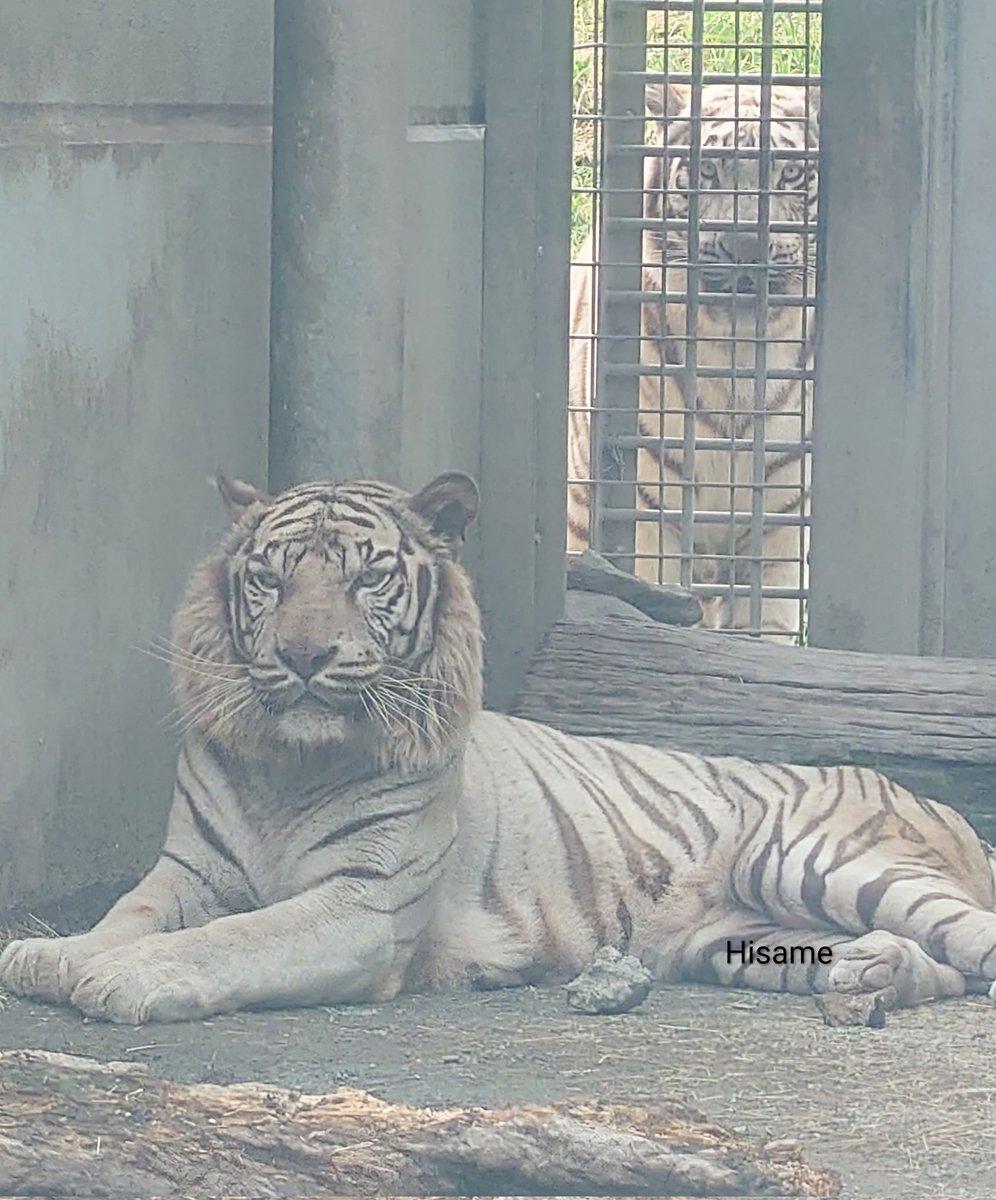 じぃじーずと交代したいのかナイトくんを収容したい飼育員さんVSナイトくん それを見てる息子のシグレ #伊豆アニマルキングダム #アニキン ...