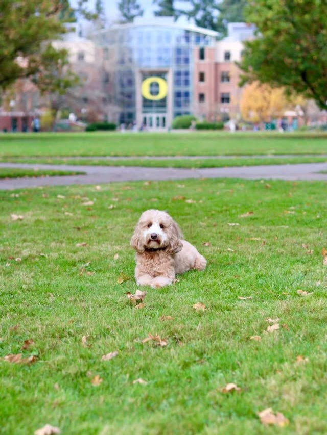 University of Oregon (@uoregon) / Posts / X