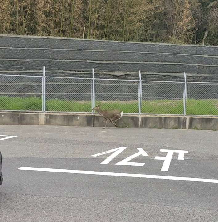 なんと!! 閑散とした基地内にシカが!!!! ∩ ∩ |つ ⊂| ヽっ_cノ ⊂ノ・ \ | __ | ･ (ﾟДﾟ) ≪当直員ヲ | (ﾉ ...