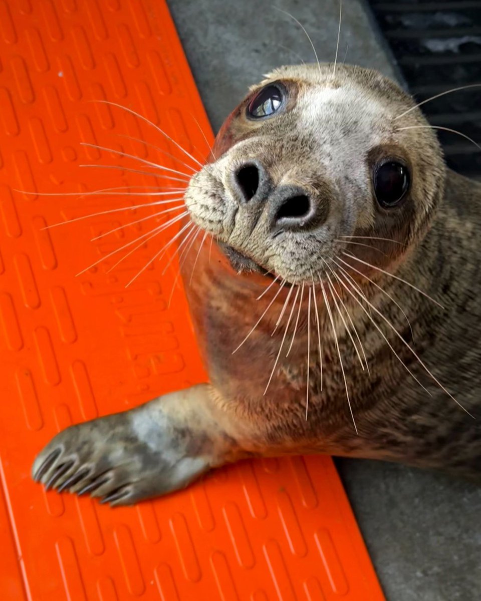 Seal Rescue Ireland (@seal_rescue) / Posts / X