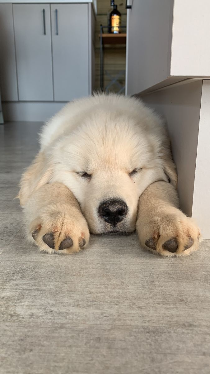 So adorable and beautiful buddy https://t.co/KUbyrulibW
