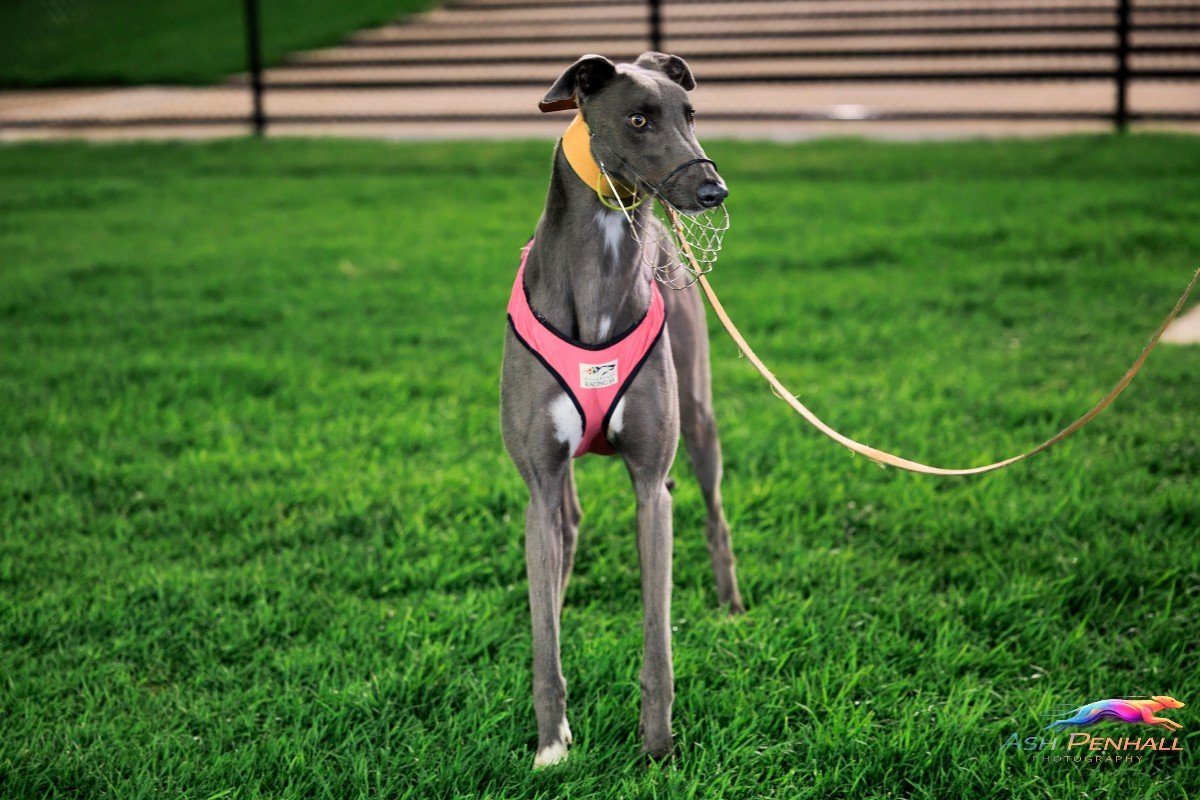 SA Greyhound Tips (@TheDogsSA) / Posts / X