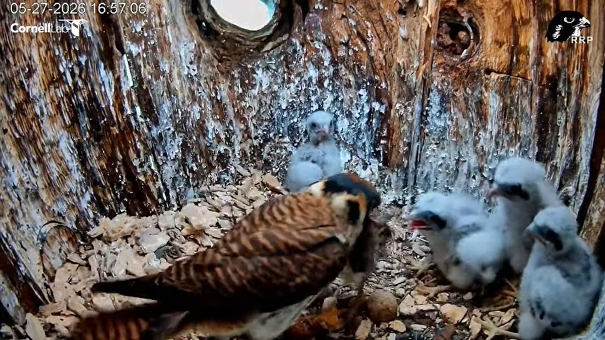 16:57, 5/27 Sleeping kestrel chicks leap to attention when food arrives.