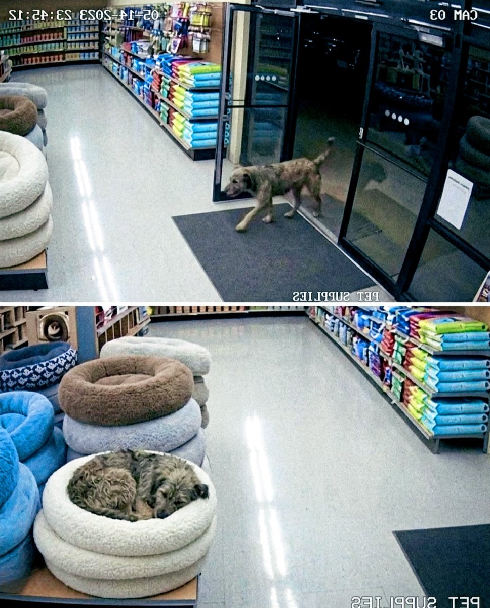 A pet store owner in Phoenix accidentally left the front door unlocked ...