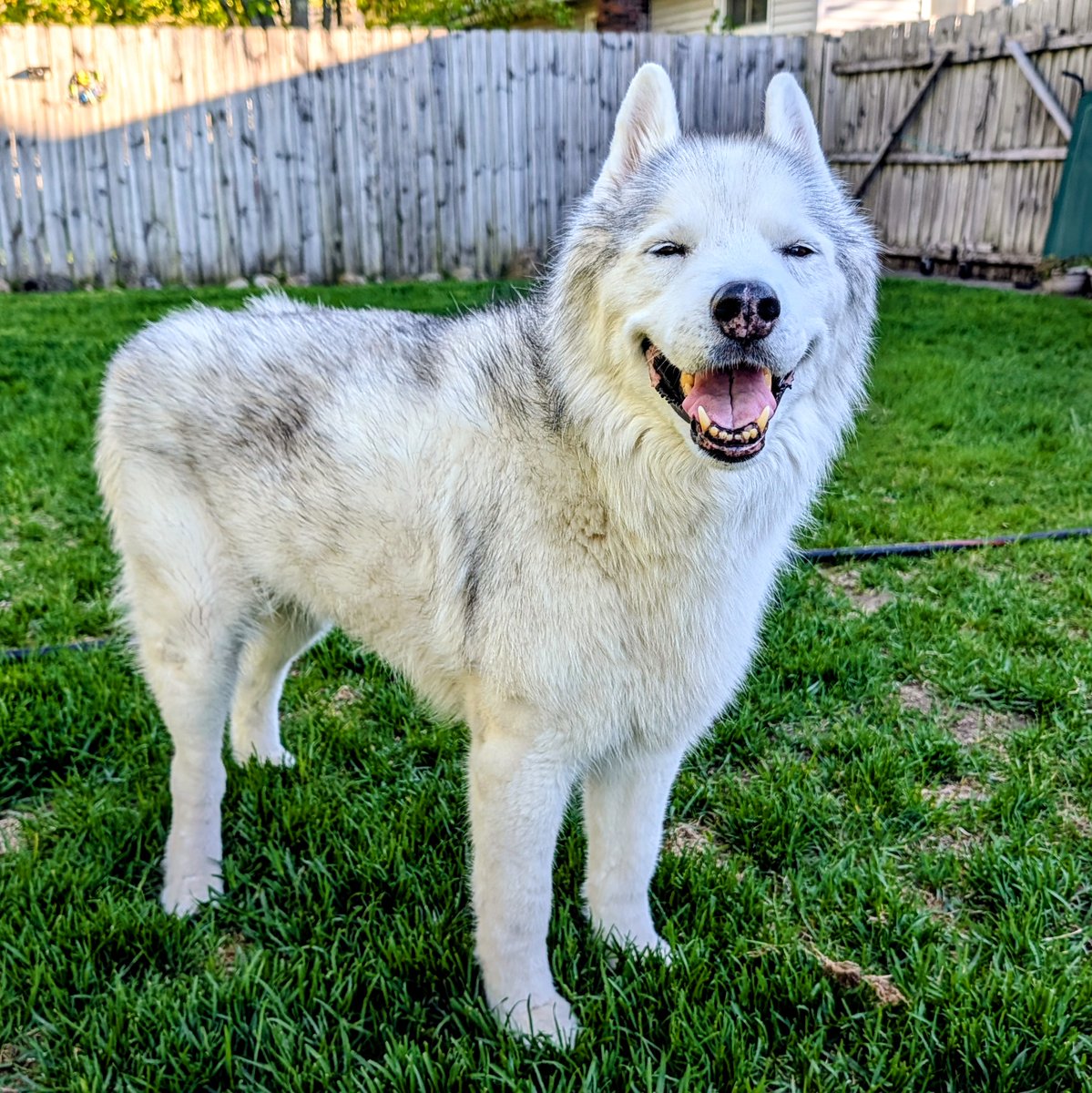 Our Dog, Memphis Belle, has Liver Cancer, but all hope is not lost. Let ...