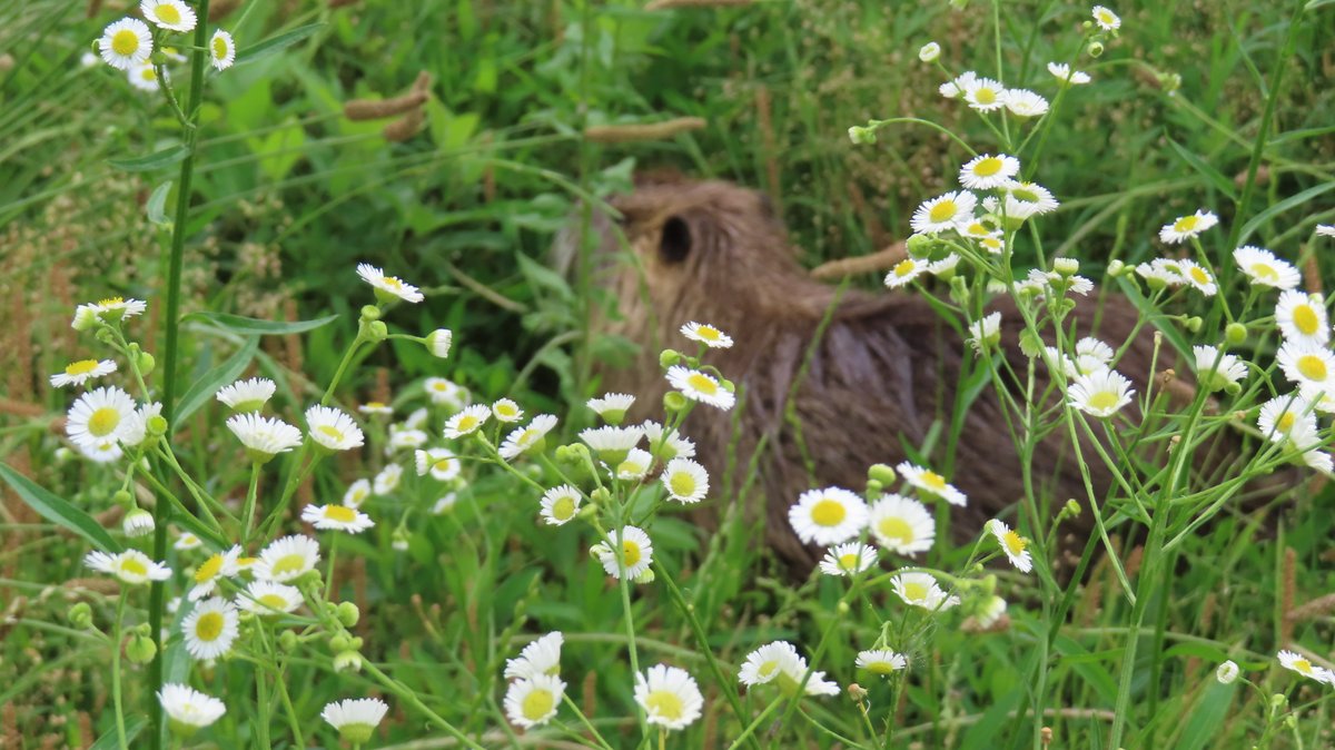緑ヶ丘公園のヌートリア 5月31日 #nutria #coypu #ヌートリア #ragondin #緑ヶ丘公園