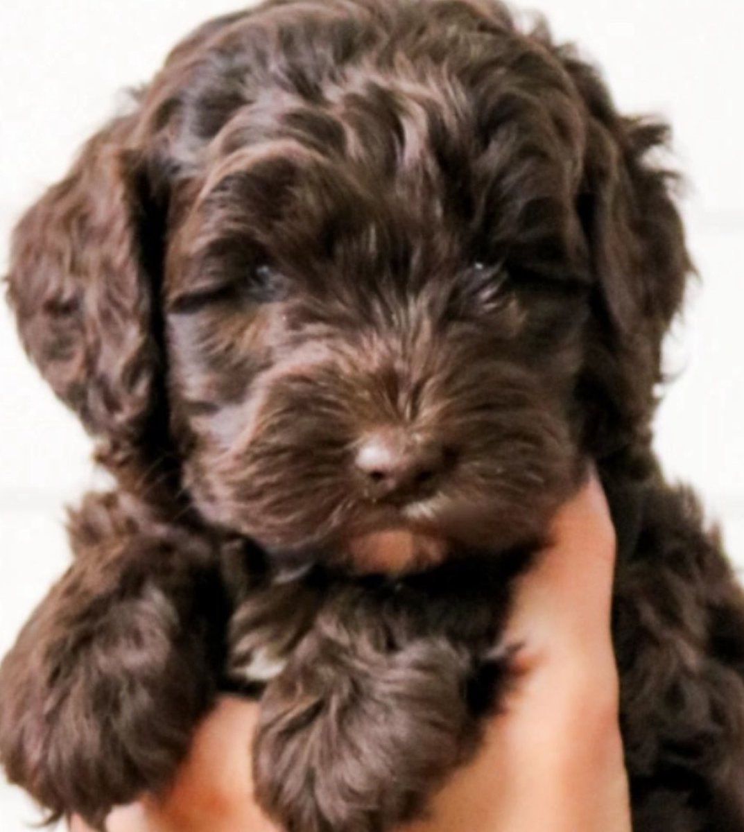 Your Dog pics are welcome Australian labradoodles are supposed to be ...