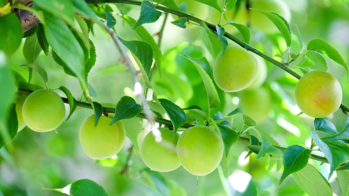 Japanese plums, in season mainly in June, are essential to Japanese ...