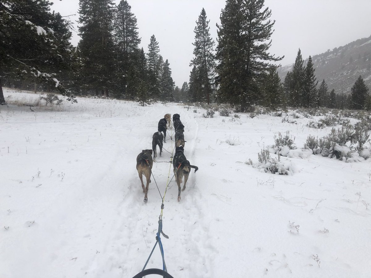 Another story: For several years, I operated my dog sled business in ...