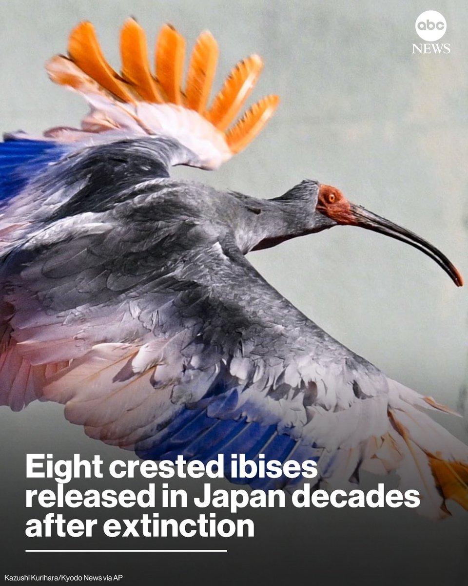 ABC News (@ABC) / Posts / X