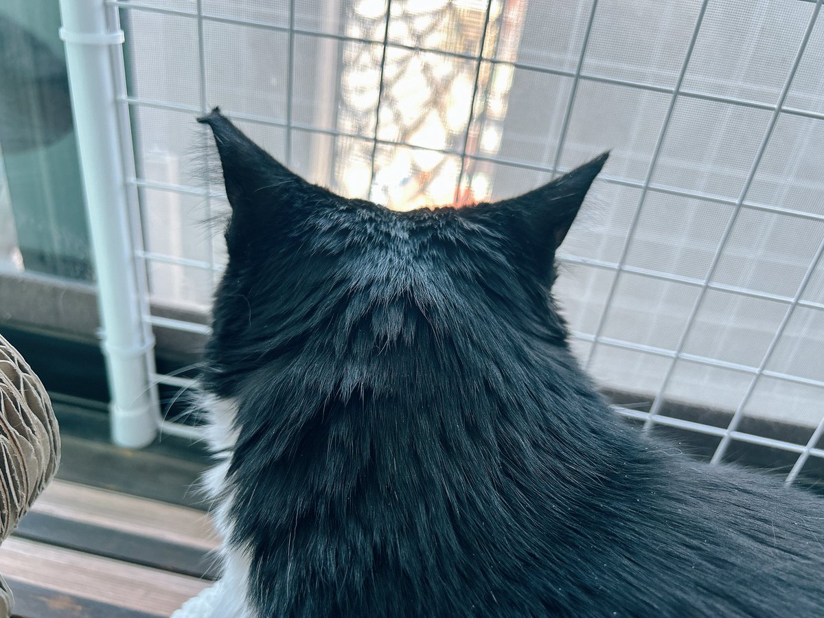 後頭部かわいい、一生見てられる。 https://t.co/TqgW9UGbTy
