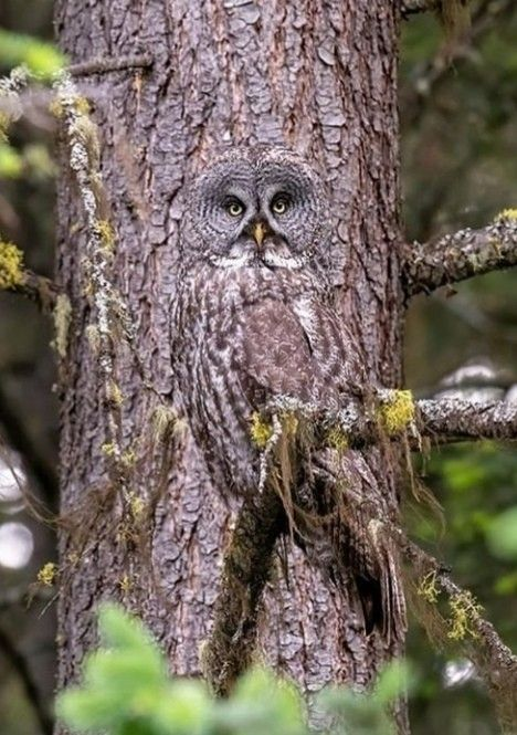 There is a fully grown owl in this photo. It is almost three feet tall ...