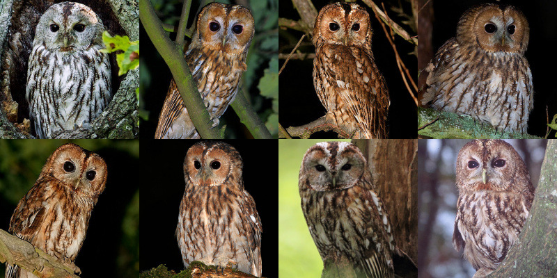 There is a fully grown owl in this photo. It is almost three feet tall ...