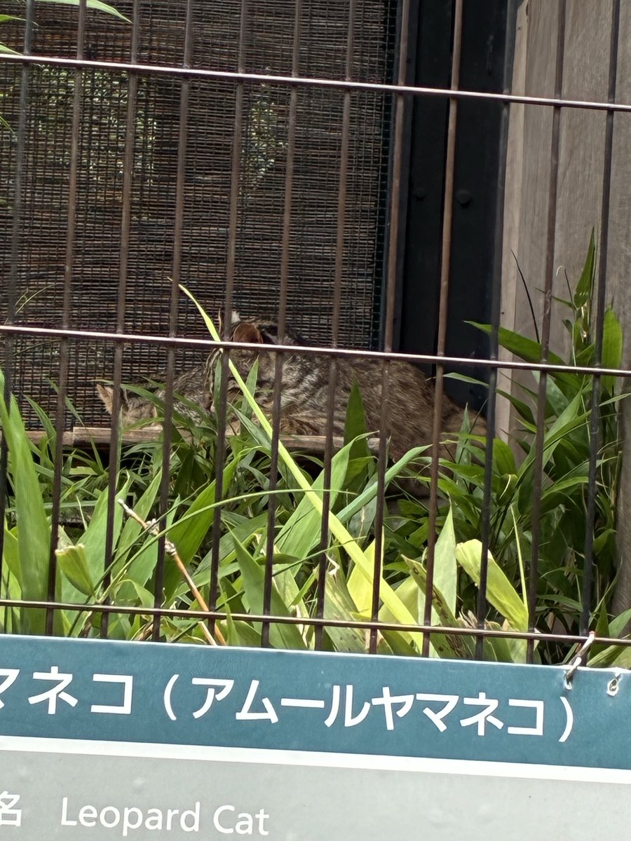 さるむかwもっといたよねえなんか！物悲しい シルバーボランティアの方が多い https://t.co/Ilh3UUm3fL