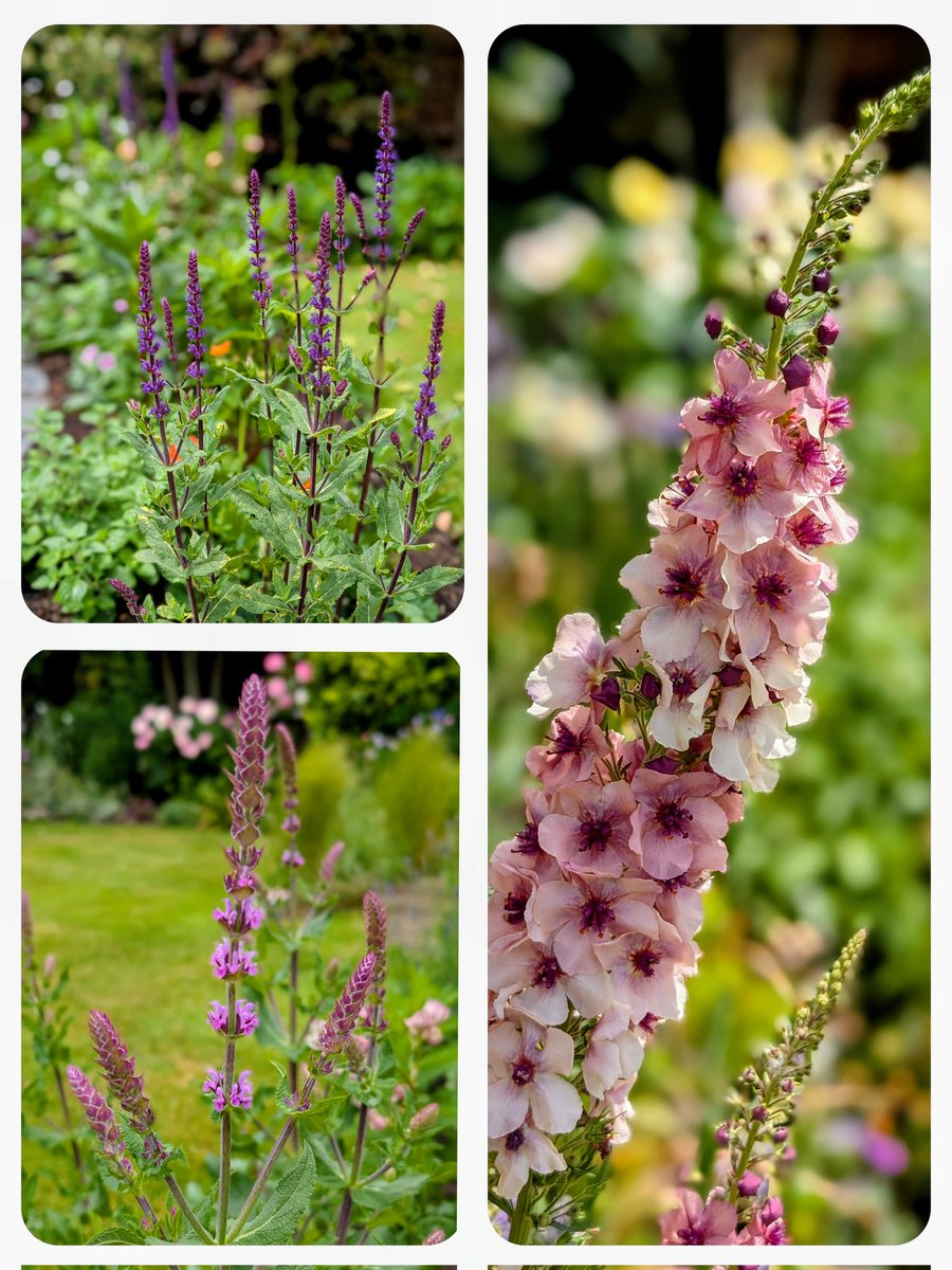 Vertical lines in #mylittlegarden https://t.co/IQELEnyRjx