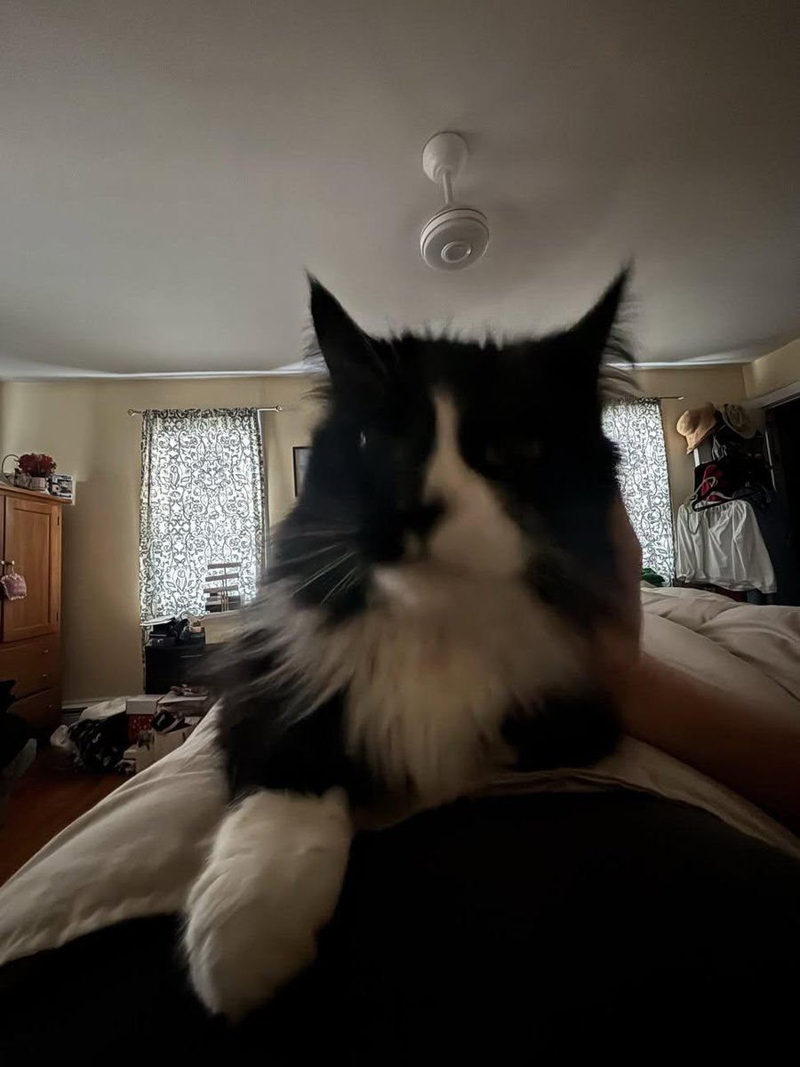 I need some help from all the cat people here. This is Bella. My wife ...