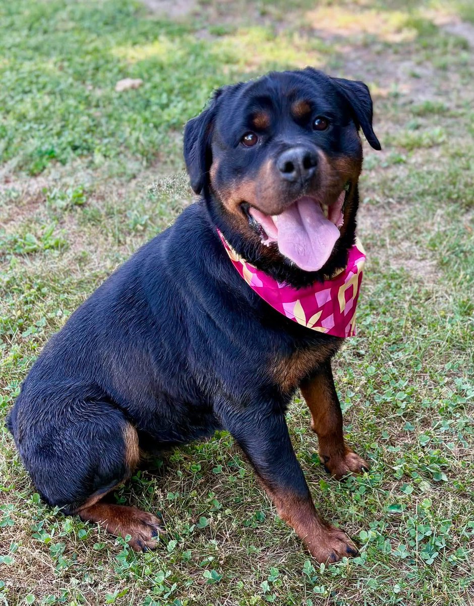 🖤 Rottie lovers, this one’s for you! Meet Darla 😍 3 years old, 68 lbs ...