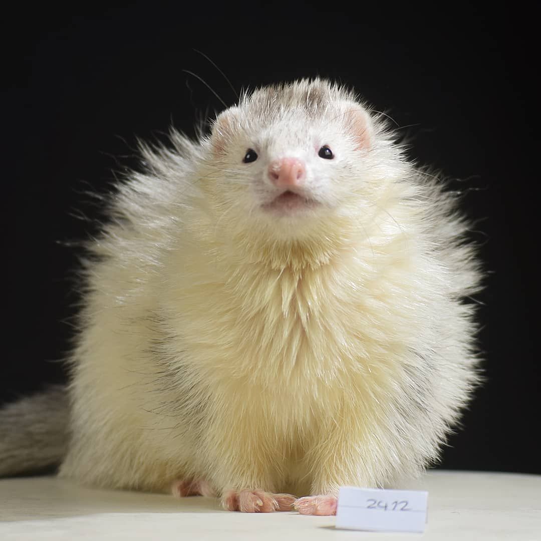 Ferret Every Hour (@FerretPerHour) on X