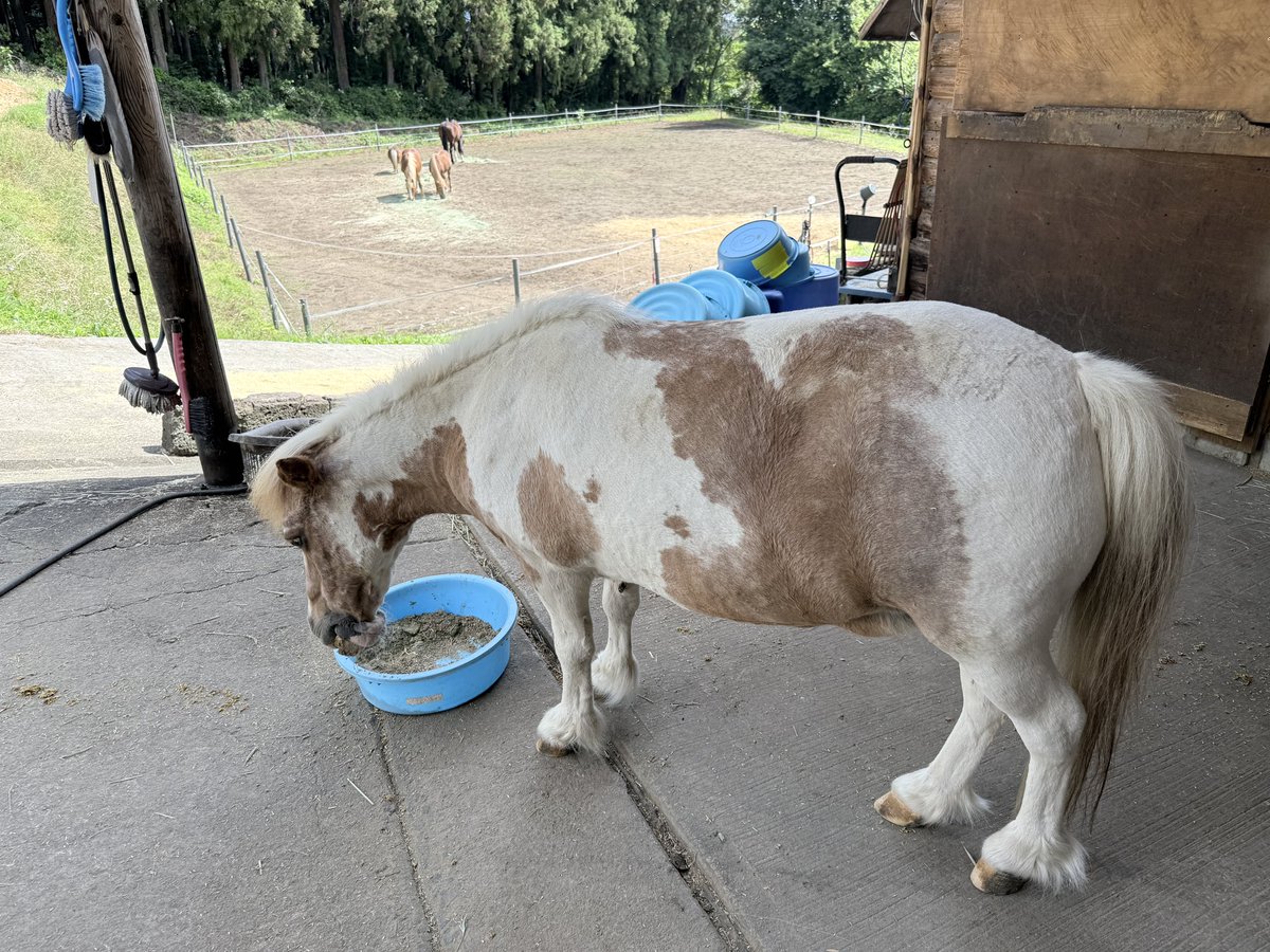 Fuka is 33 years old and still going strong! We open her stall at 8:00 ...