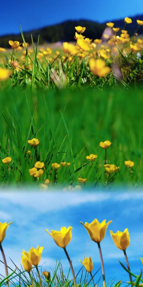 Summer at Sayram Lake feels like a dream. Golden wildflowers spread ...