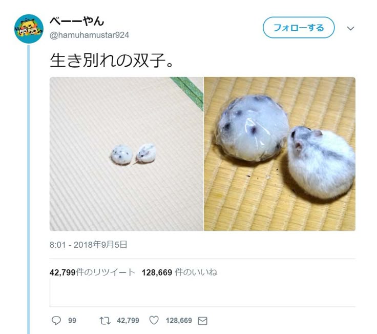 Tweets Of Hamster (@TweetsOfHamster) on X